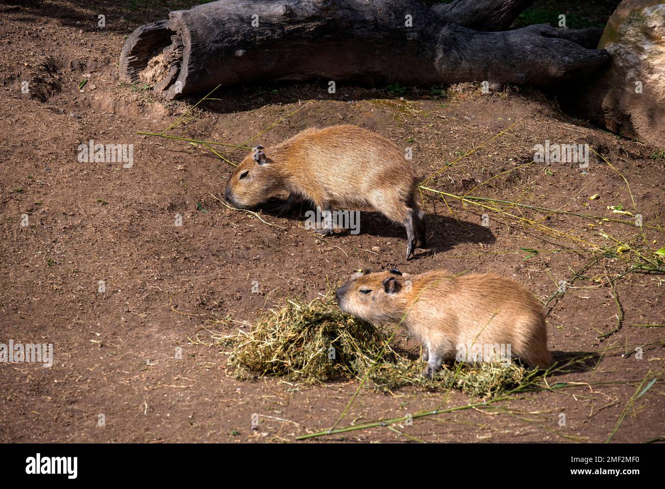 Two baby Capybaras (Hydrochoerus hydrochaeris) at Sydney Zoo in Sydney ...