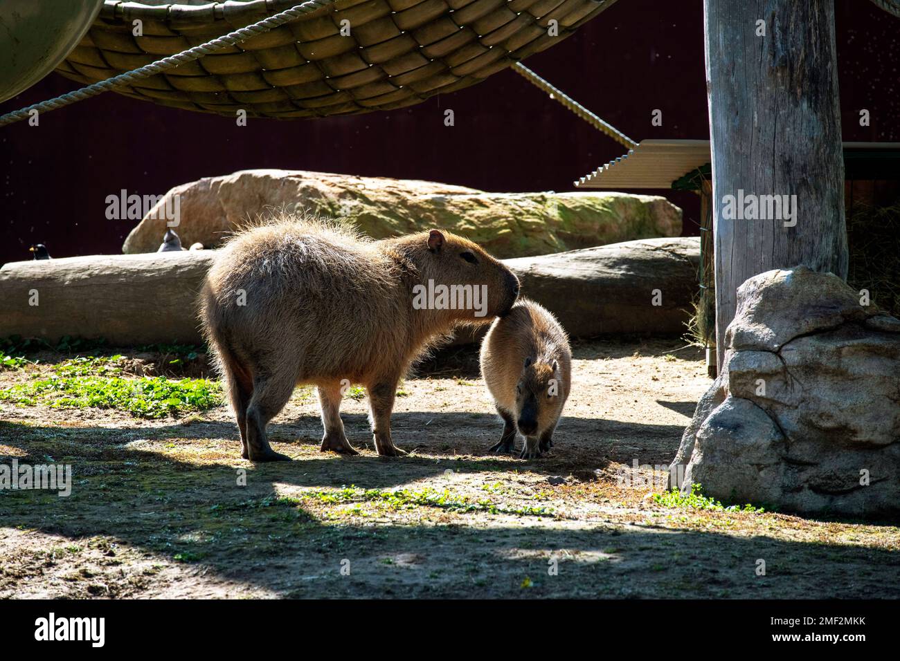 Adult and junior Capybara (Hydrochoerus hydrochaeris) at Sydney Zoo in ...