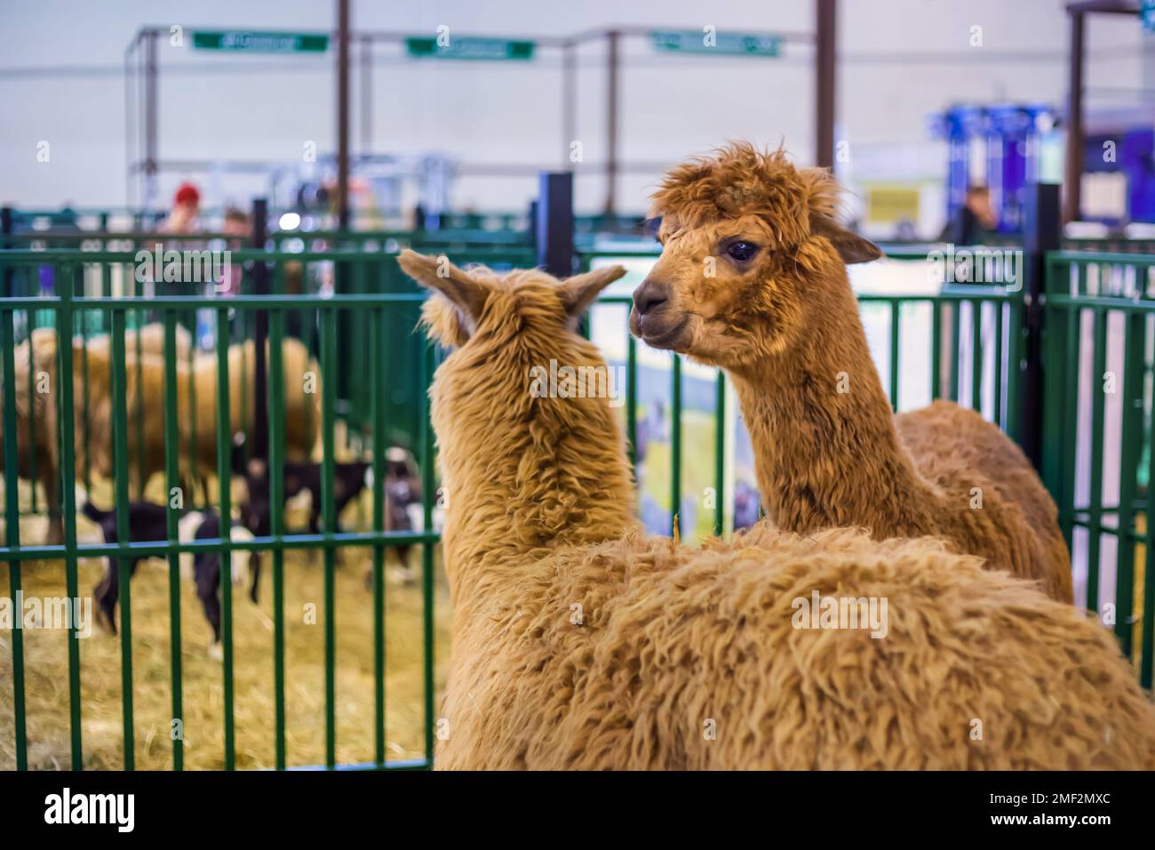 Portrait of alpacas at agricultural animal exhibition Stock Photo - Alamy