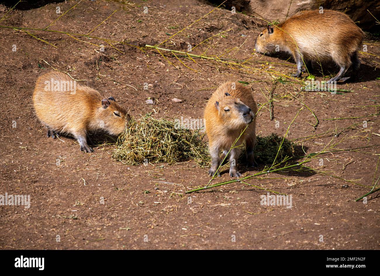 Three baby Capybaras (Hydrochoerus hydrochaeris) at Sydney Zoo in ...