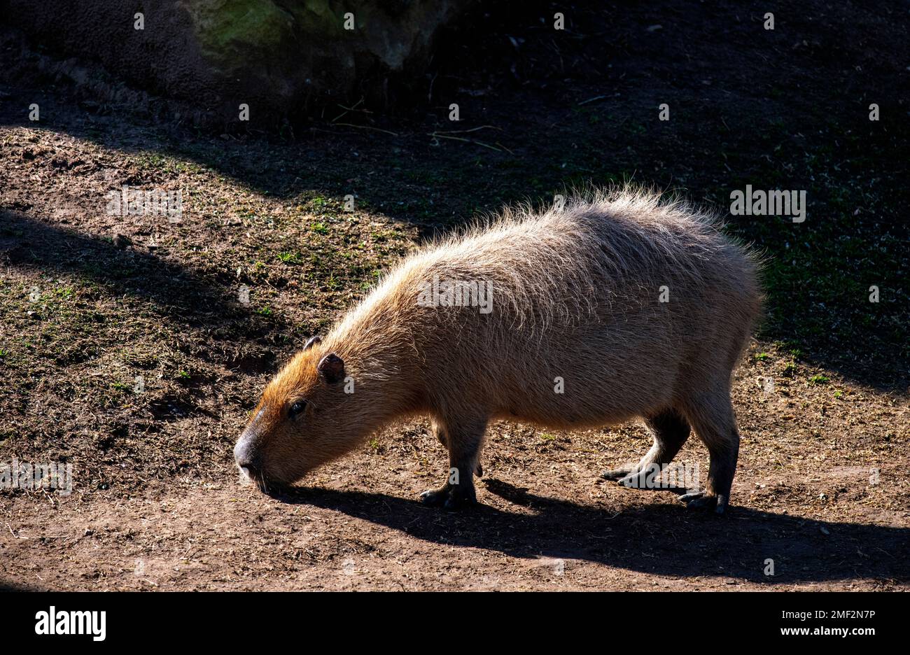 Capybaras (Hydrochoerus hydrochaeris) at Sydney Zoo in Sydney, NSW ...