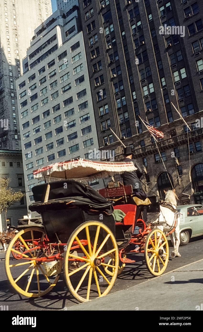 Horse and coach with yellow wheels and coachman near Central Park ...