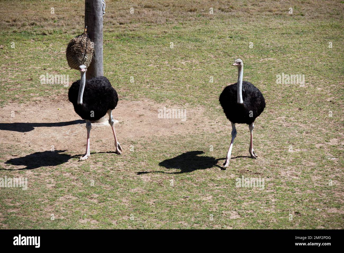 A pair of Common Ostriches (Struthio camelus) at Sydney Zoo in Sydney ...