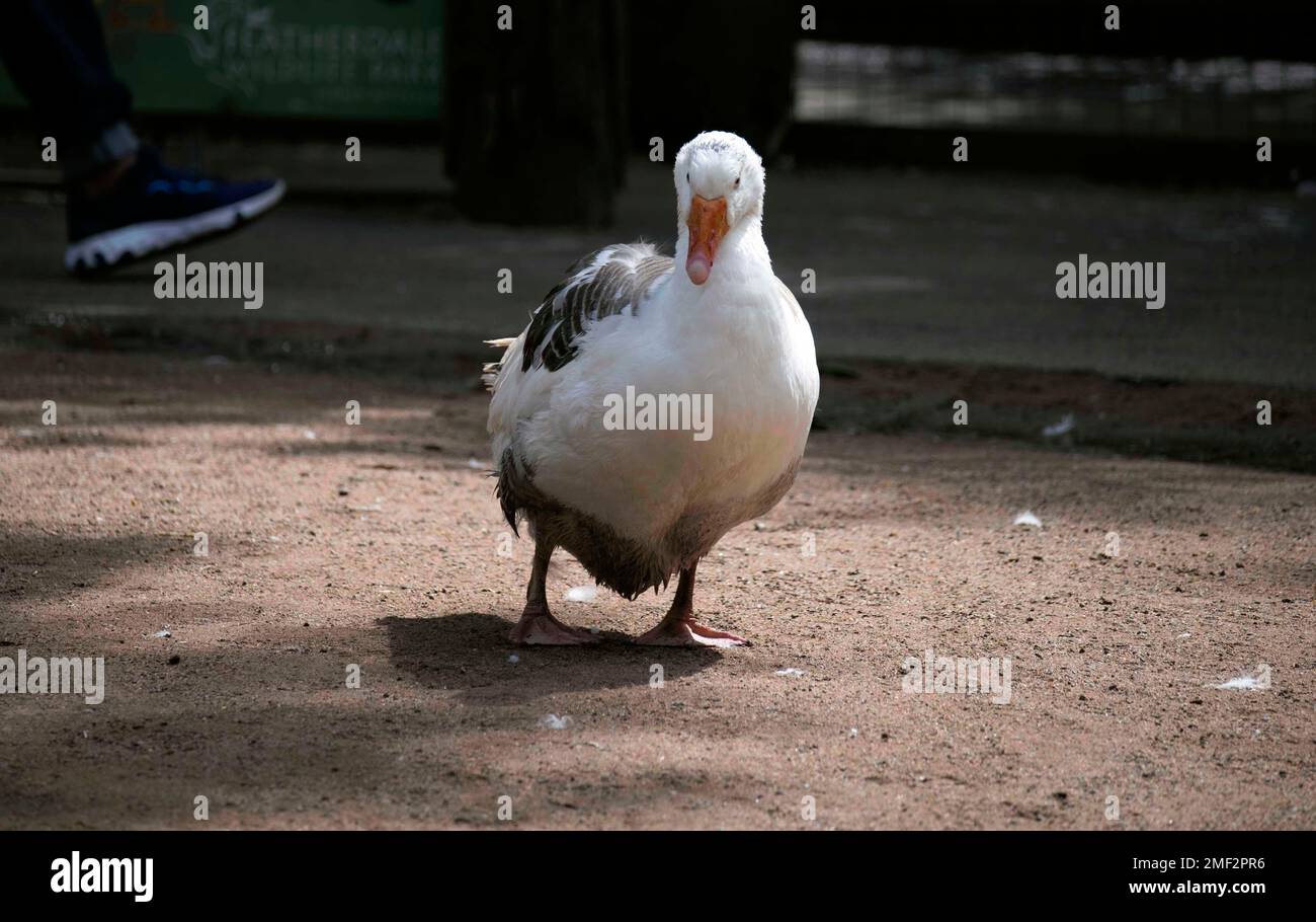 Domestic goose sp. (Domestic type) Anser sp. (Domestic type) at a Wildlife Park in Sydney, NSW ...