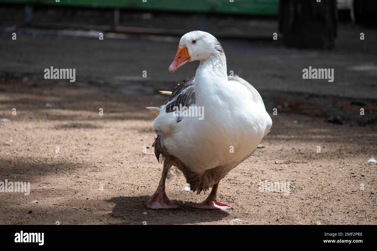 Domestic goose sp. (Domestic type) Anser sp. (Domestic type) at a ...