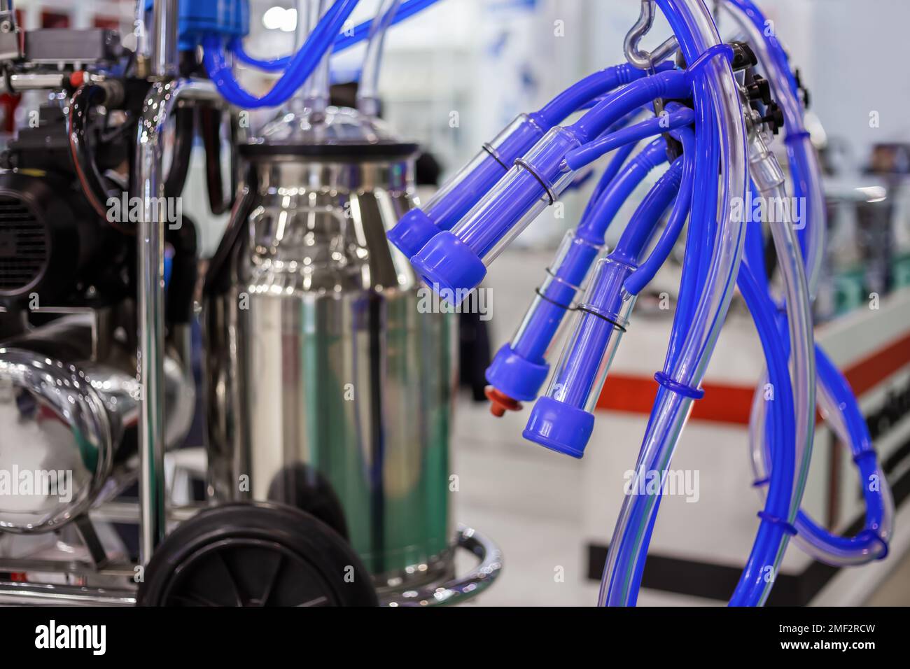 Teat cups of automated cow milking suction machine at exhibition: close ...
