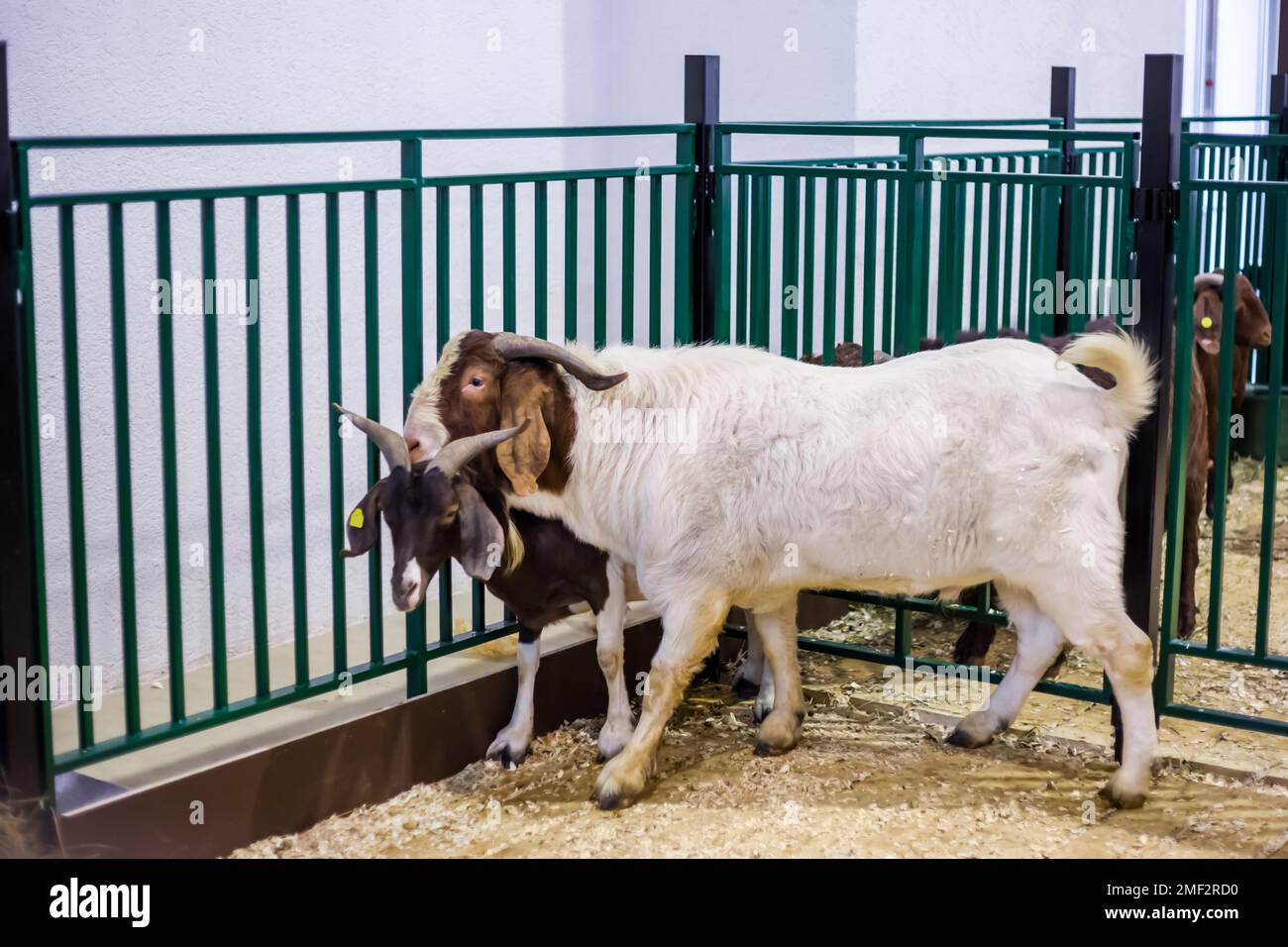 Portrait of two goats at agricultural animal exhibition, trade show ...