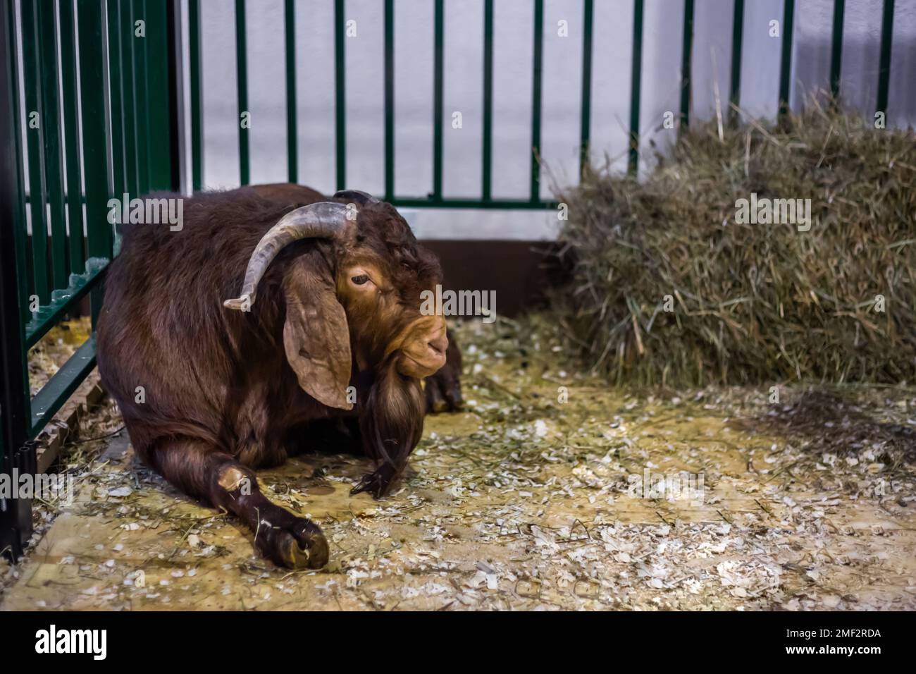 Portrait of goat at agricultural animal exhibition, trade show Stock ...
