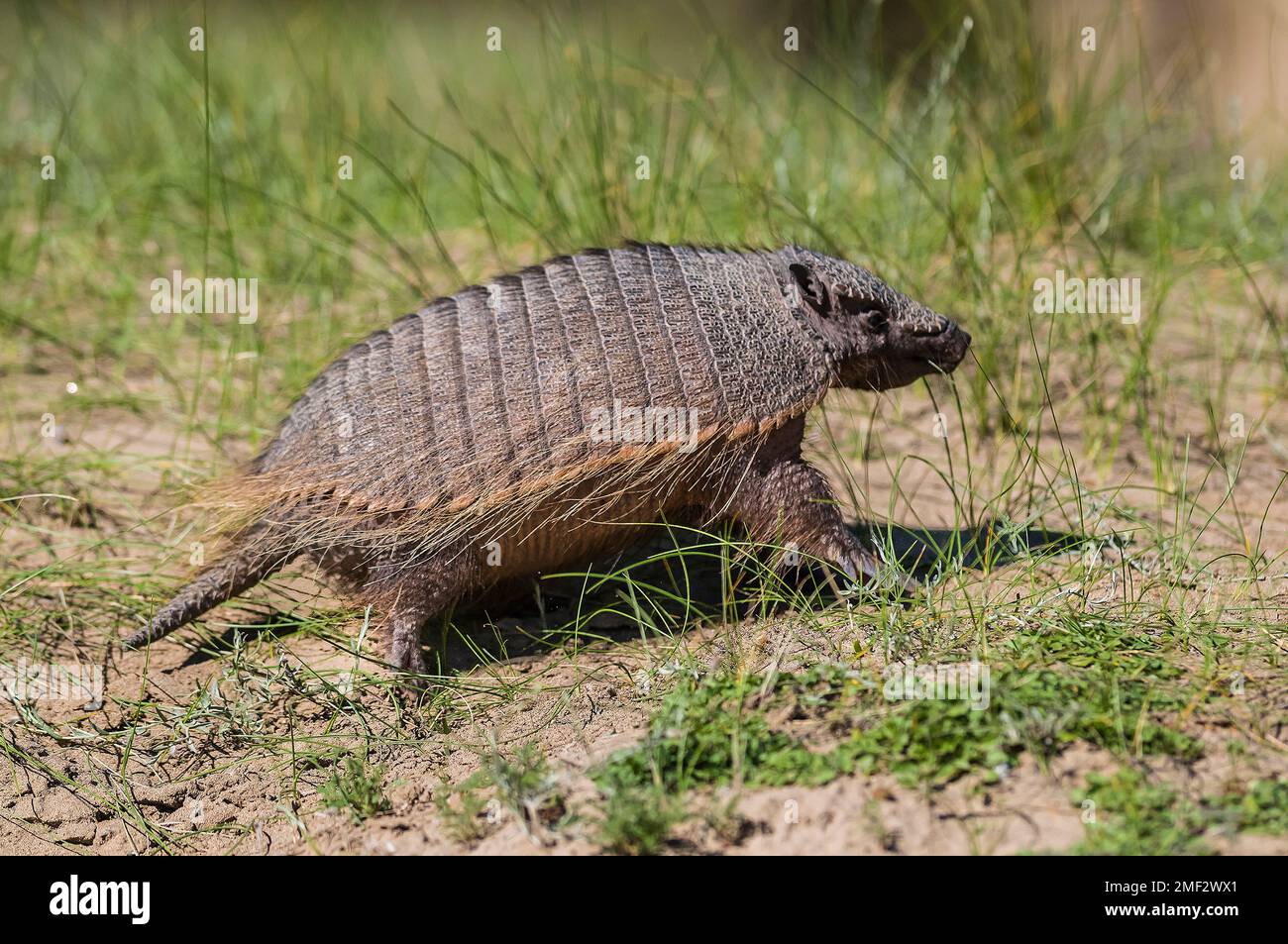 Armadillo in desert environment, Patagonia, Argentina Stock Photo - Alamy
