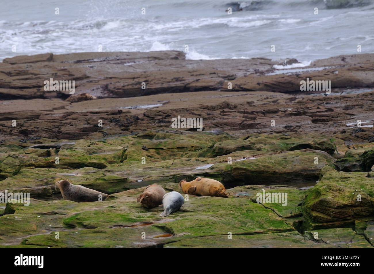 Family of seals on rocks by the sea Northumberland coast Stock Photo ...