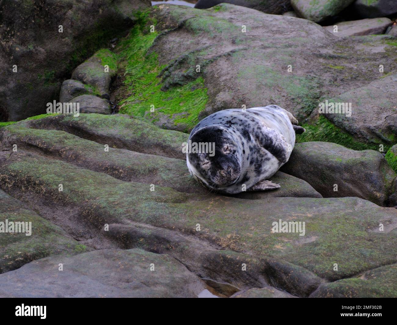 Baby seal on rock hi-res stock photography and images - Alamy
