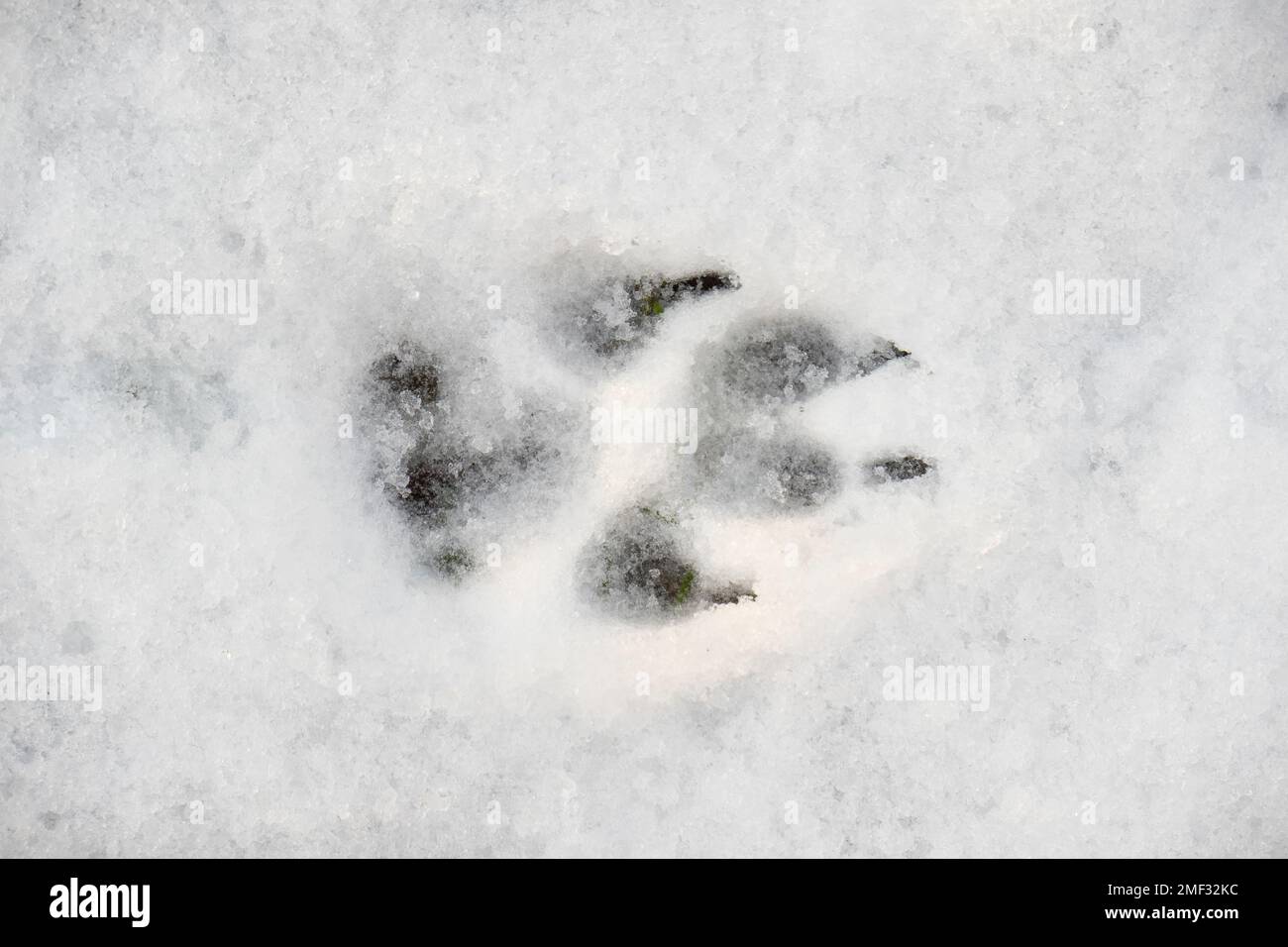 Dog paw print image hi-res stock photography and images - Alamy