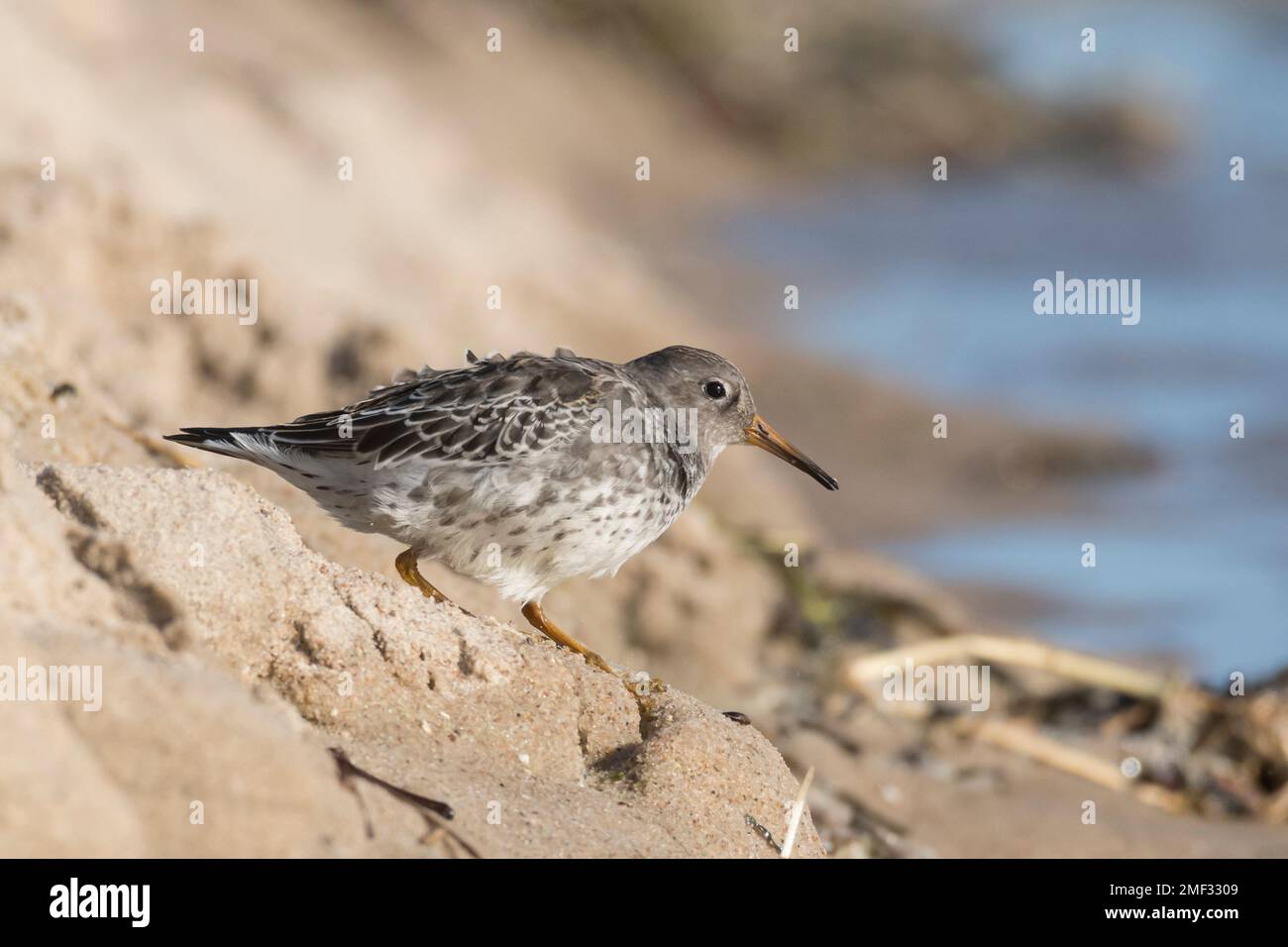Purple sandpiper (Calidris maritima) walking on the beach and looking ...