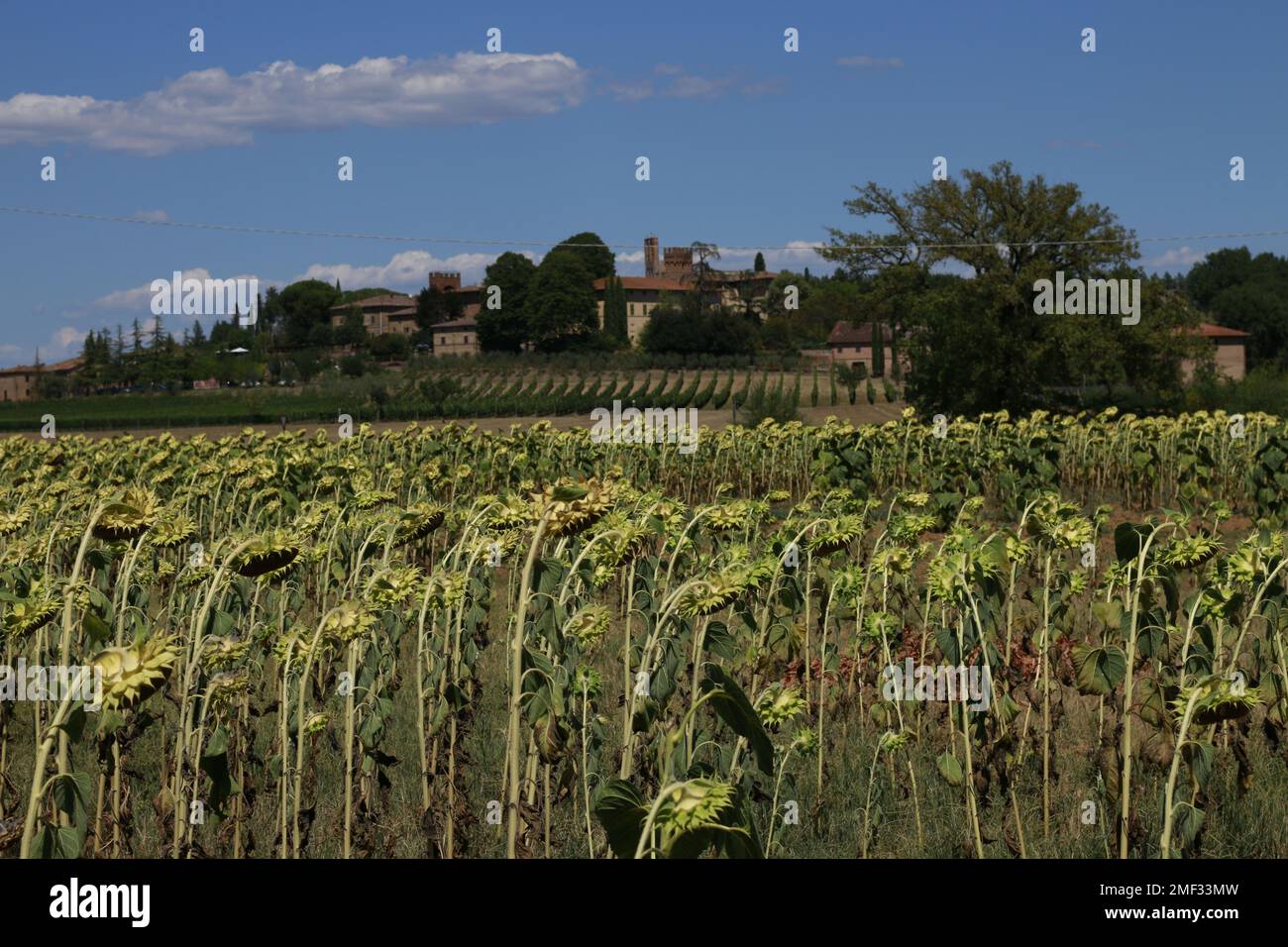 Tuscany fields, nature, wild life Stock Photo - Alamy