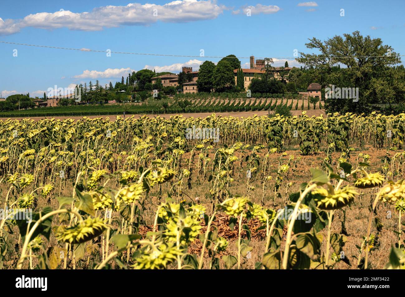 sunflowers fields in Tuscany Stock Photo - Alamy