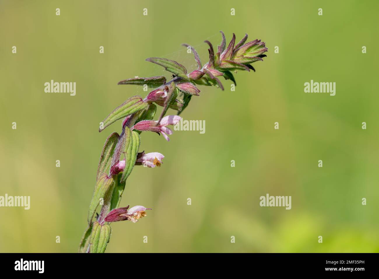 Macro shot of a red bartsia (odonites vernus) plant in bloom Stock ...