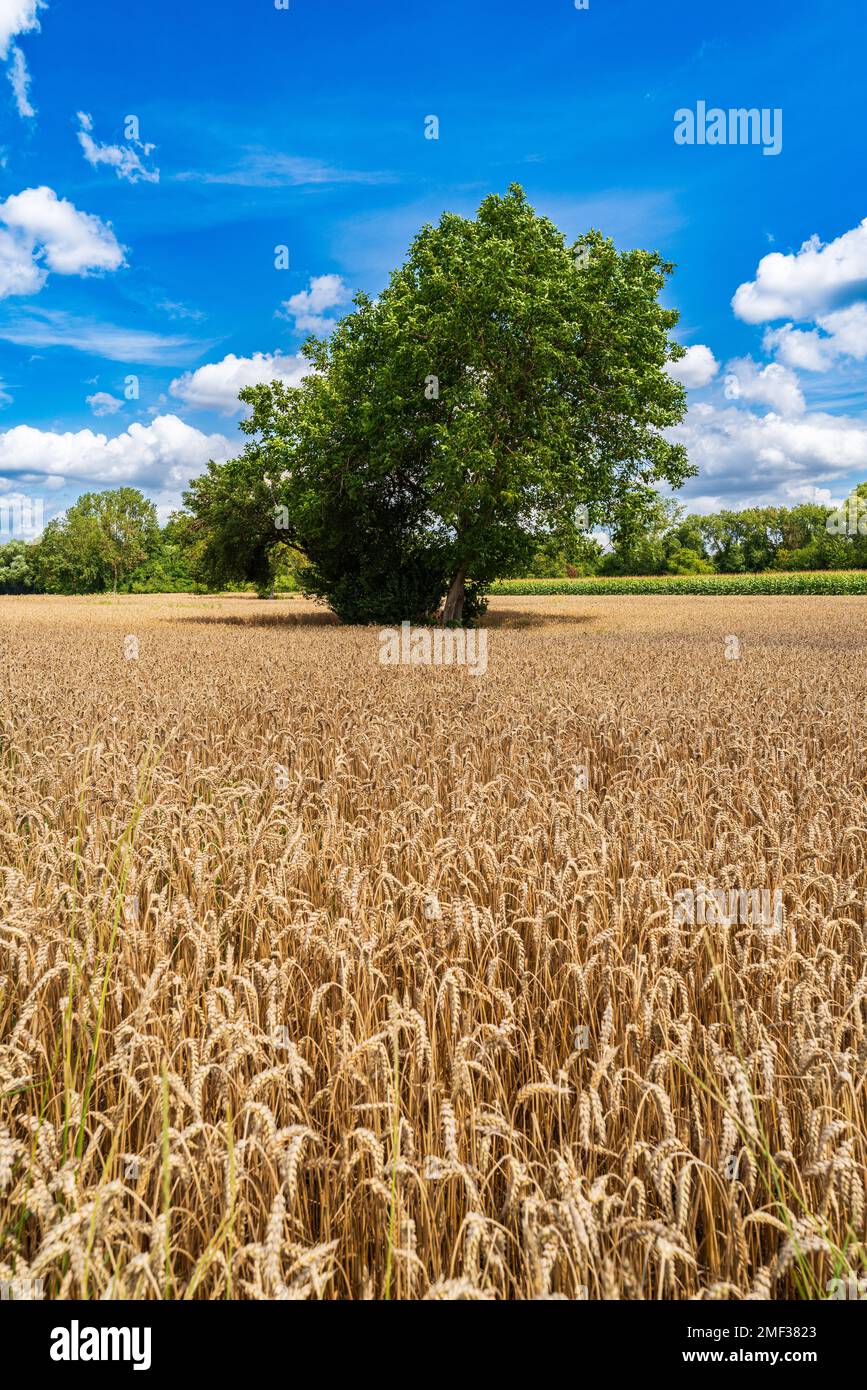A large oak tree stands in front of a ripe golden barley field in ...
