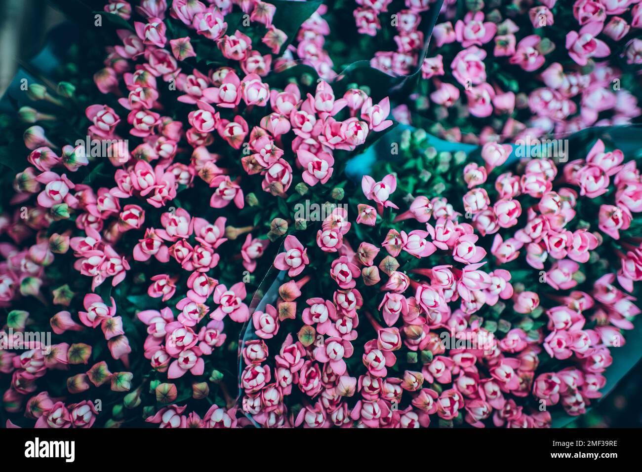 Colorful spring flowers - red roses Stock Photo - Alamy