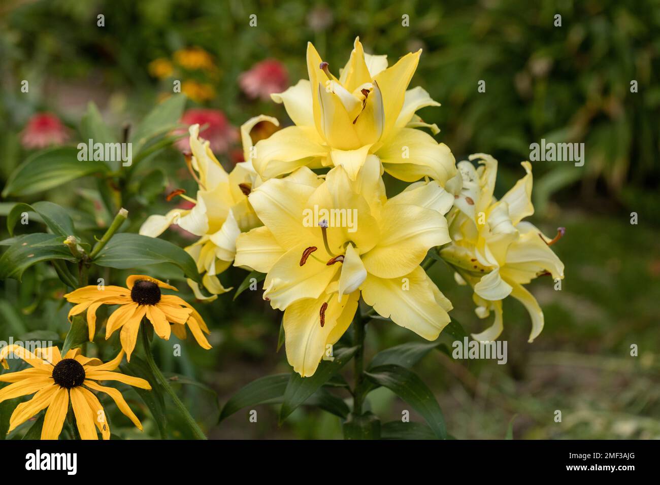 Double lily hi-res stock photography and images - Alamy