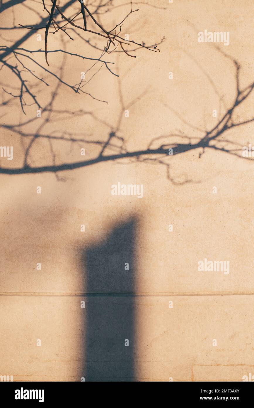 Tree branch and towering building shadow against wall Stock Photo - Alamy