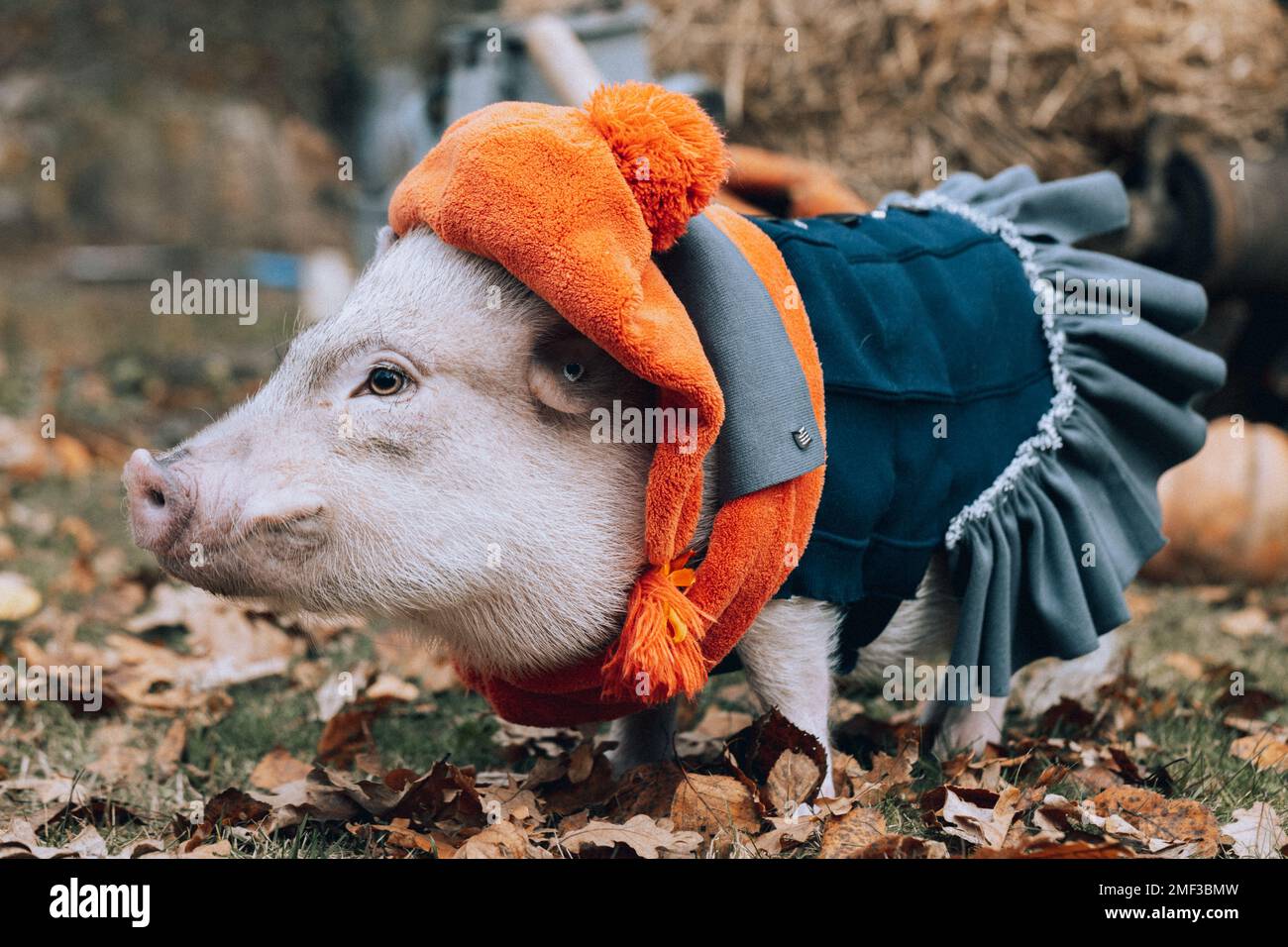 White mini pig in a smart suit posing on an autumn background Stock ...