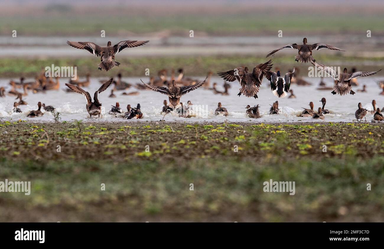 Migratory birds Fly over a wetland in Pobitora wildlife sanctuary on ...