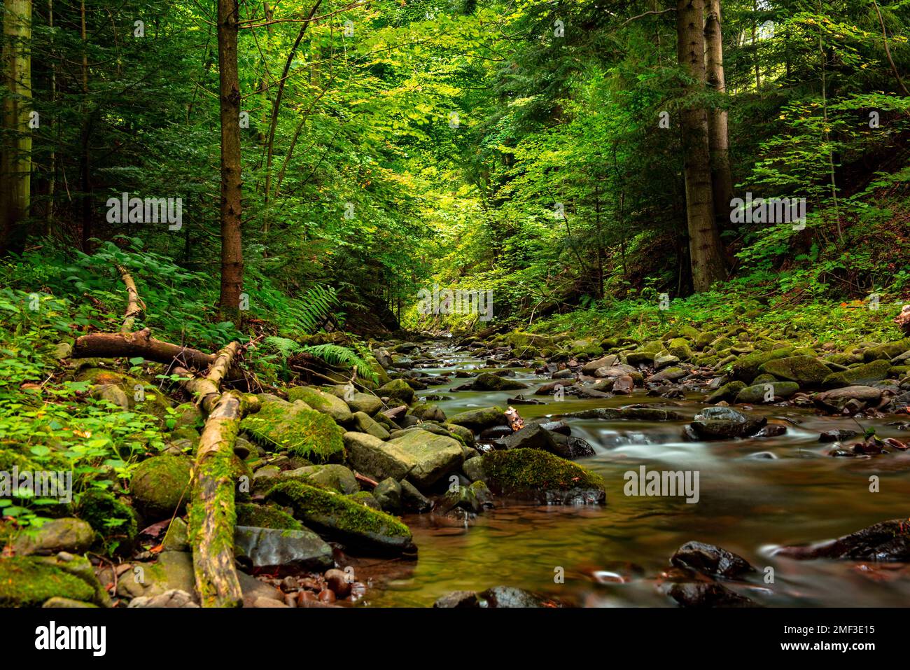 line of a mountain stream in the forest, full of greenery, long ...