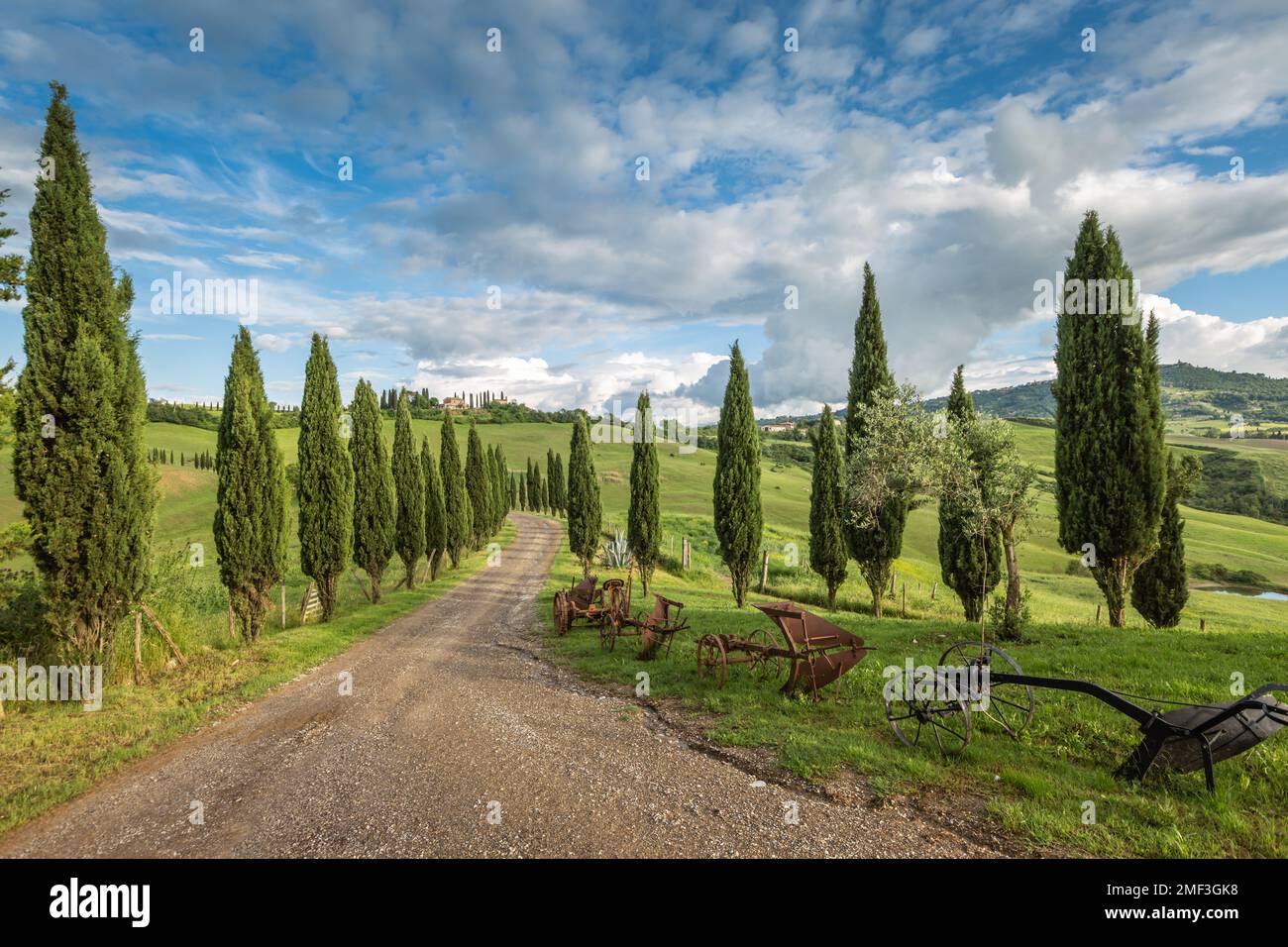 Cypress tree lined road in late summer, near Montalcino, Tuscany, Italy ...