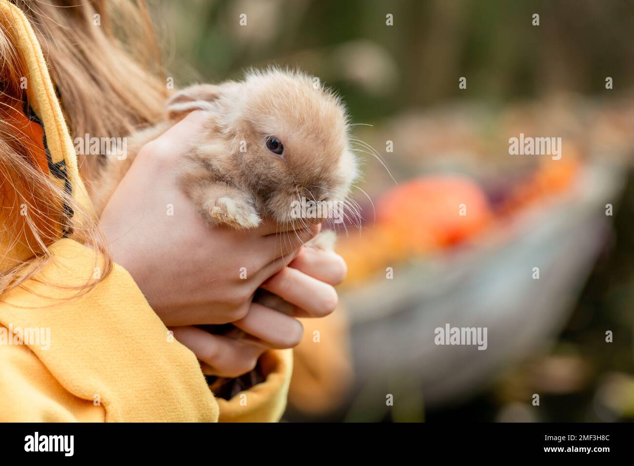 Fluffy little fox rabbit in children's hands on an autumn background ...