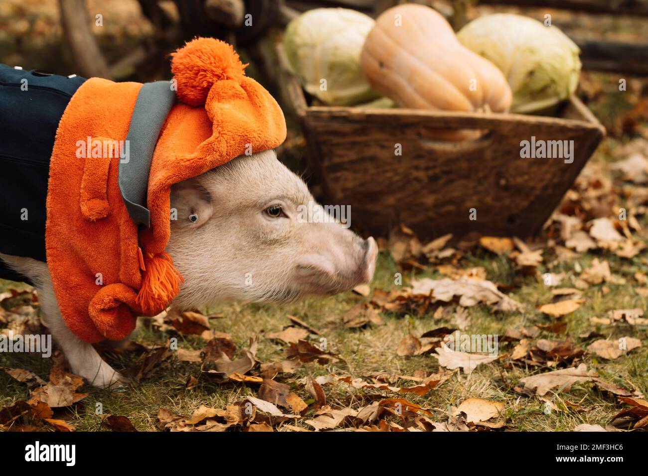White mini pig in a smart suit posing on an autumn background Stock ...