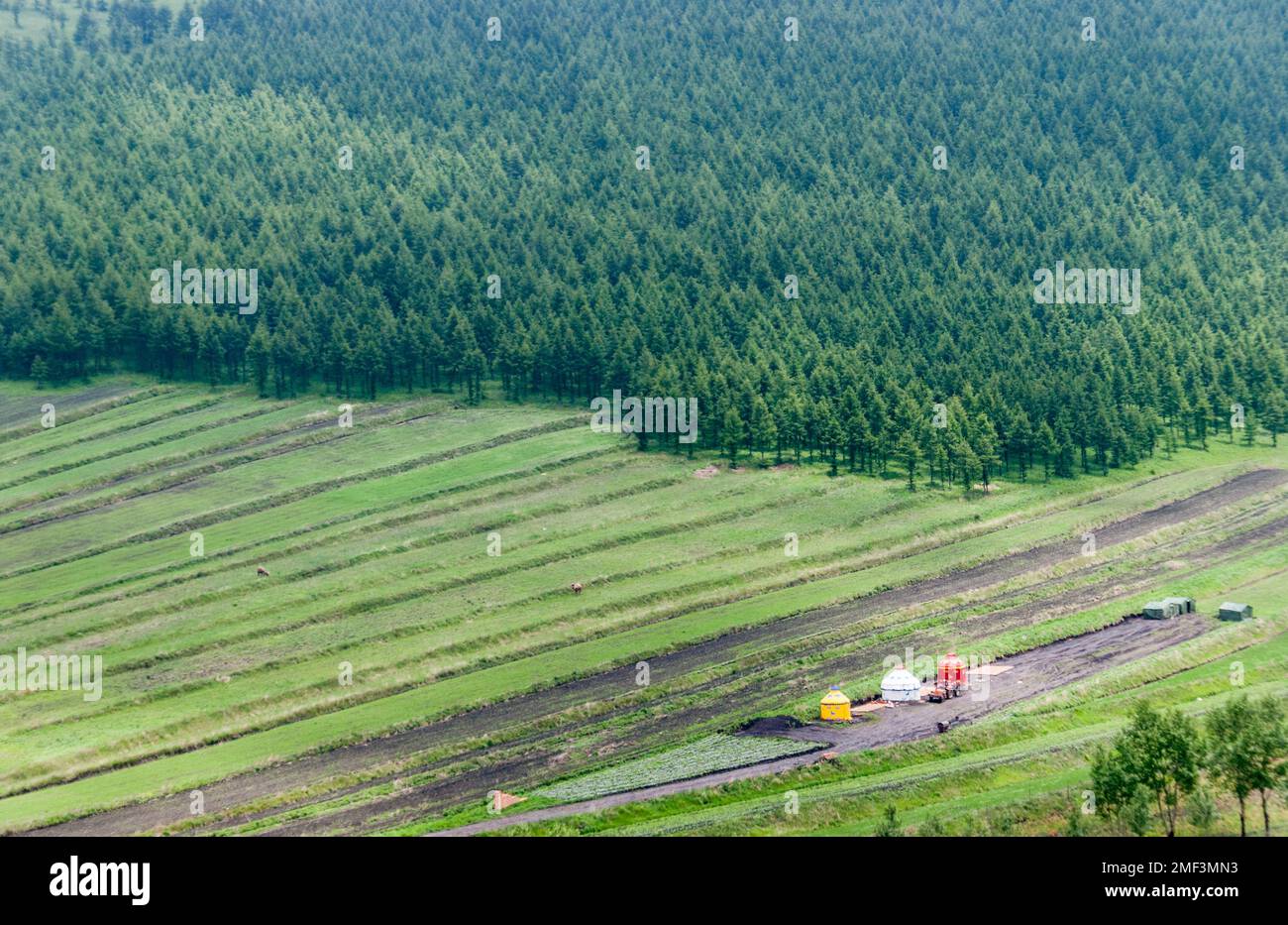 An aerial view of a green grass field with a forest in the background ...