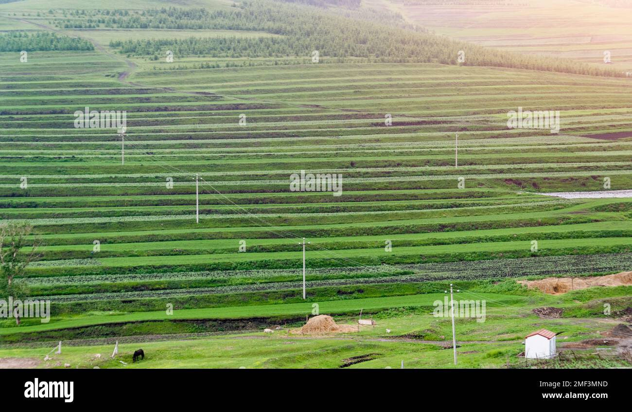 A high angle shot of an agriculture field on a sunny day Stock Photo ...