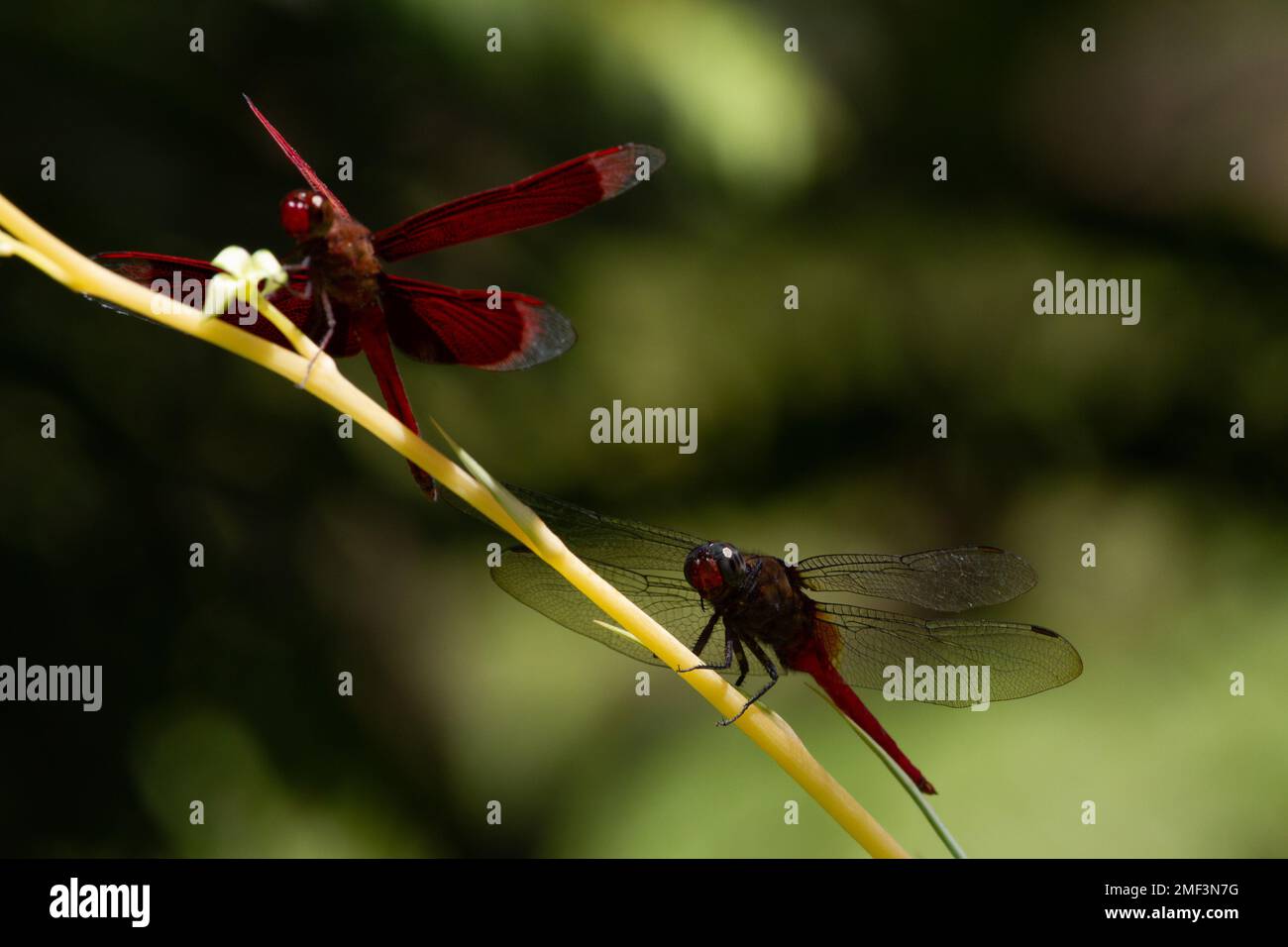 A closeup of a Straight-edge Red Parasol (Neurothemis terminata) on a ...