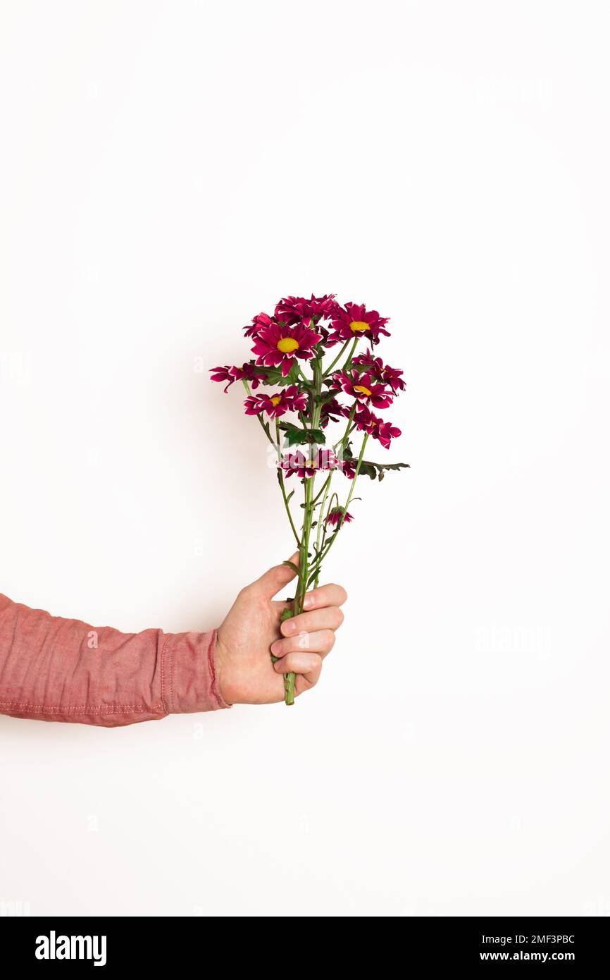 Purple or burgundy chrysanthemum in a male hand on a white background ...