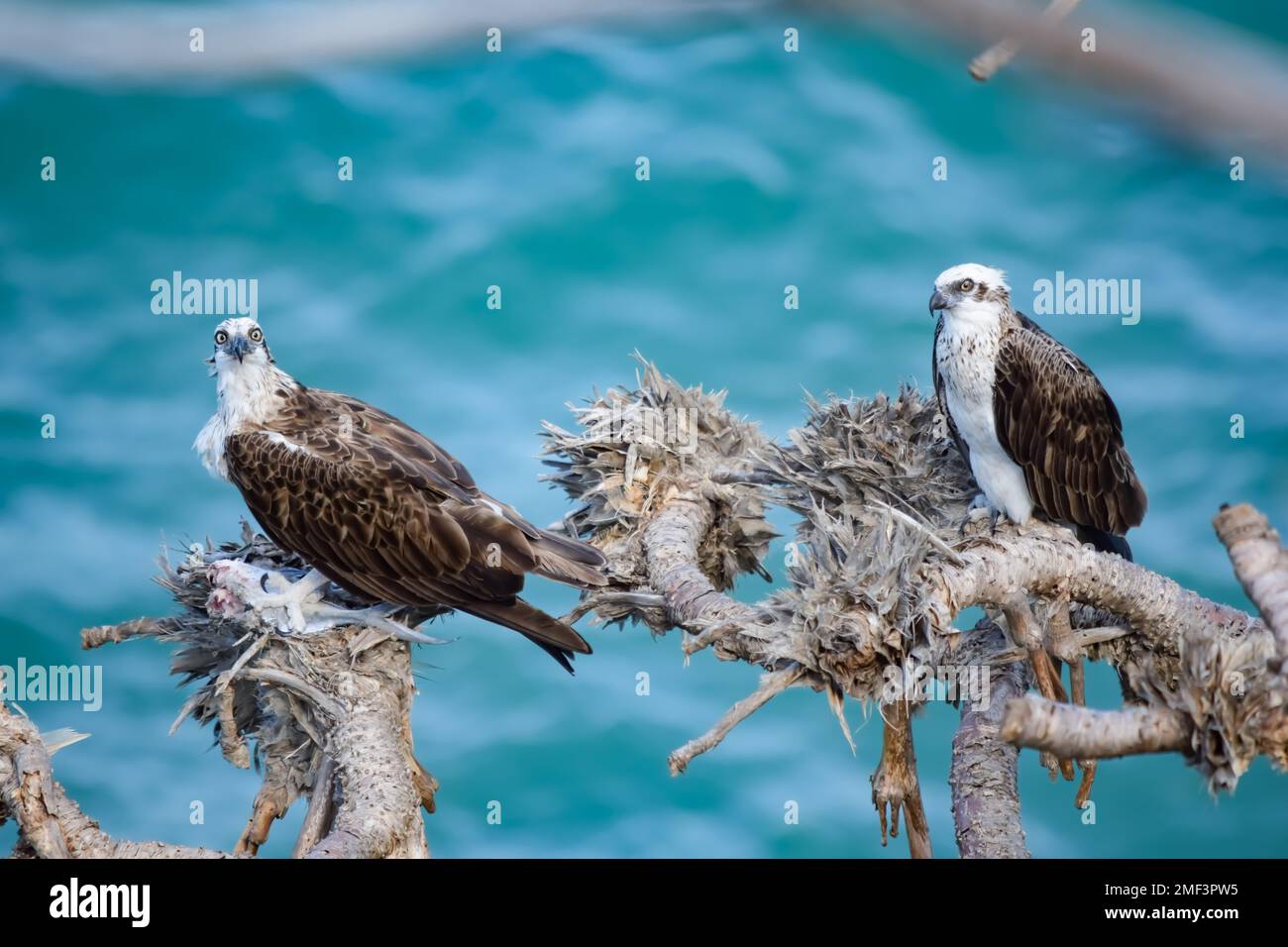 A closeup of beautiful Osprey birds on tree branches in a beach Stock ...