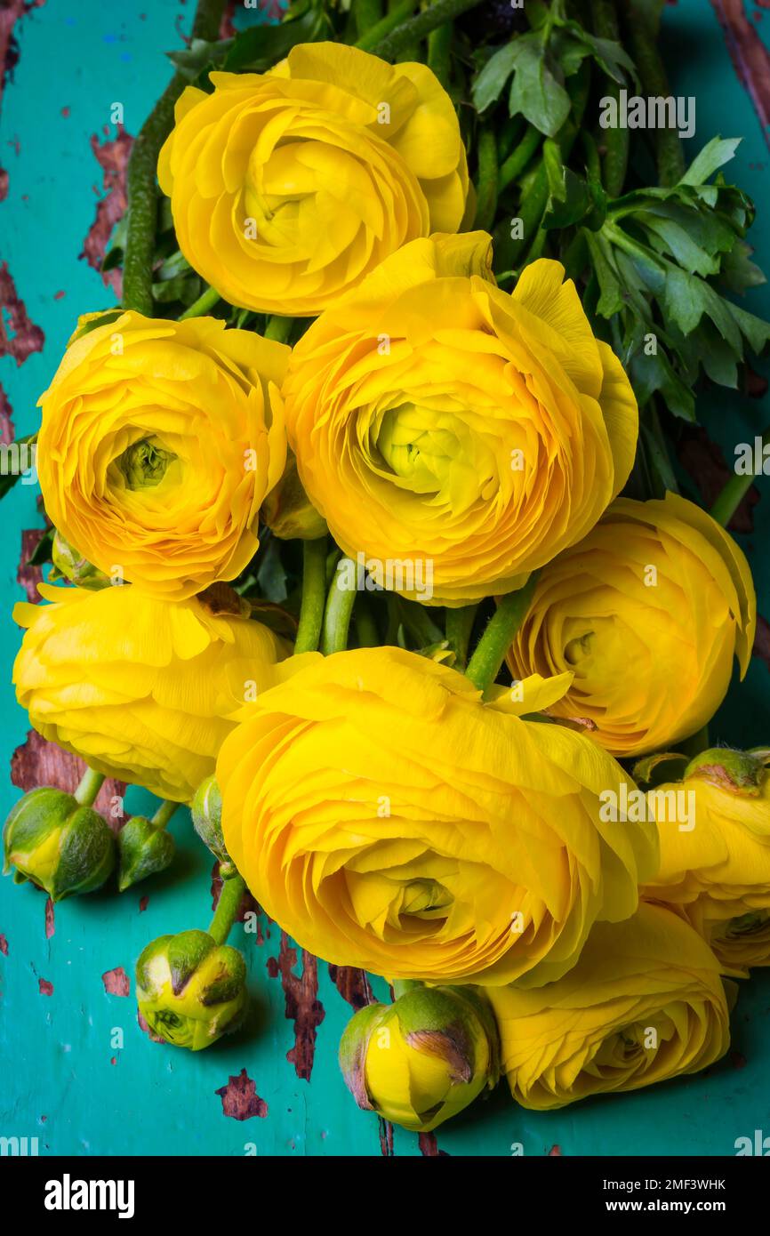 Beautiful Yellow Ranunculus Stock Photo - Alamy