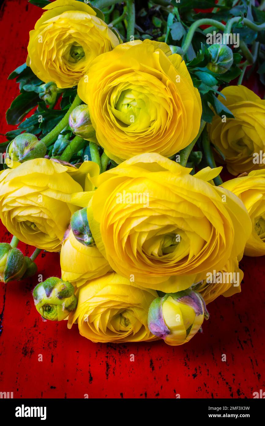 Striking yellows hi-res stock photography and images - Alamy