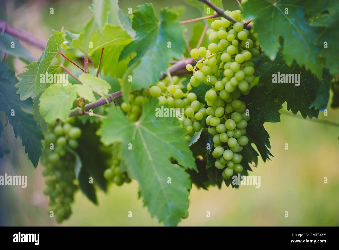 Green grapes hang on a branch in the garden Stock Photo - Alamy