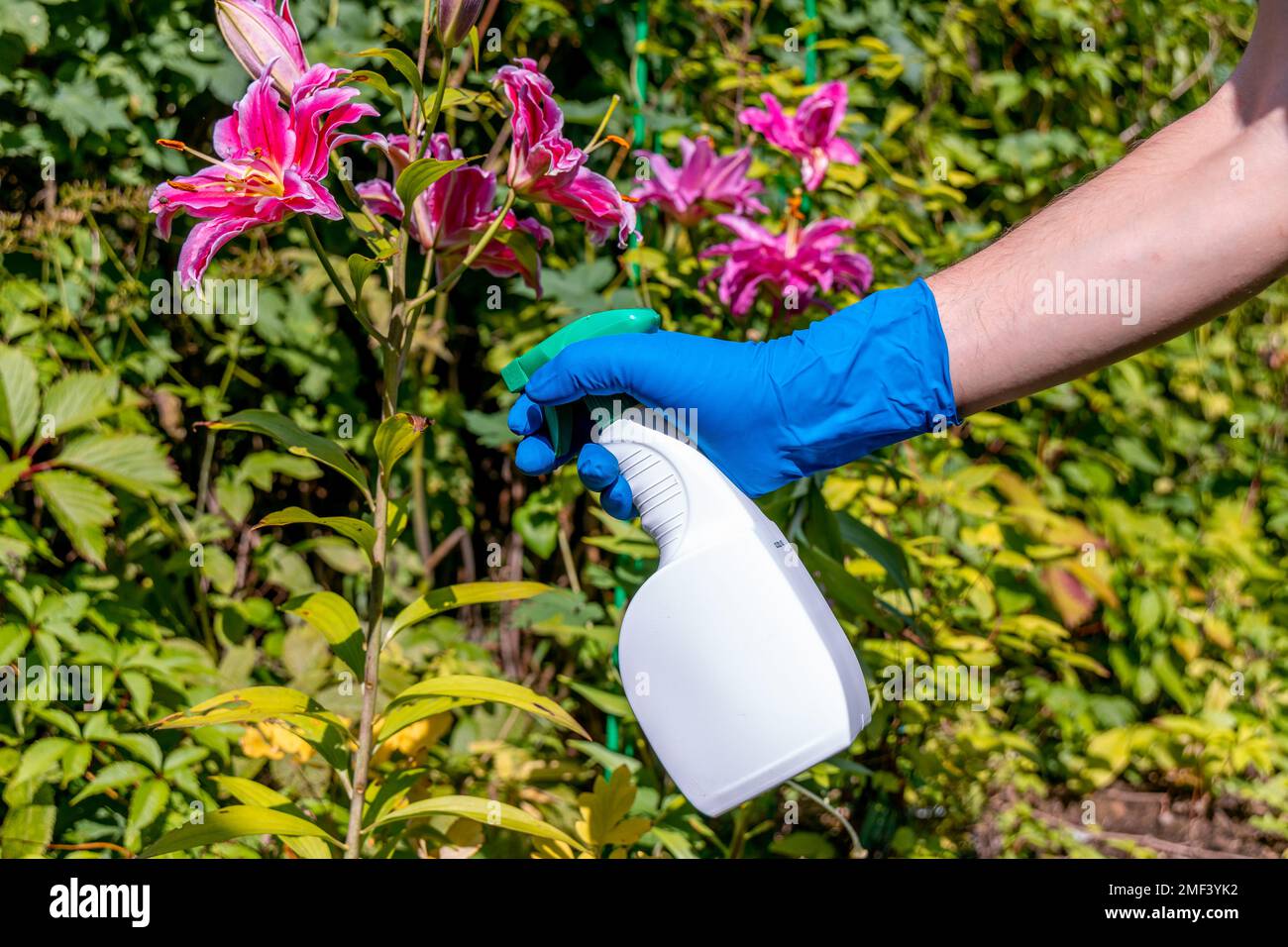 treatment in the garden of young shoots of roses from aphids ...