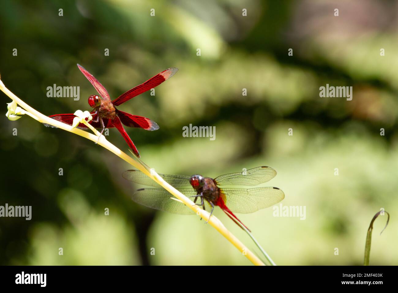 A closeup of Straight-edge Red Parasol (Neurothemis terminata) on a ...