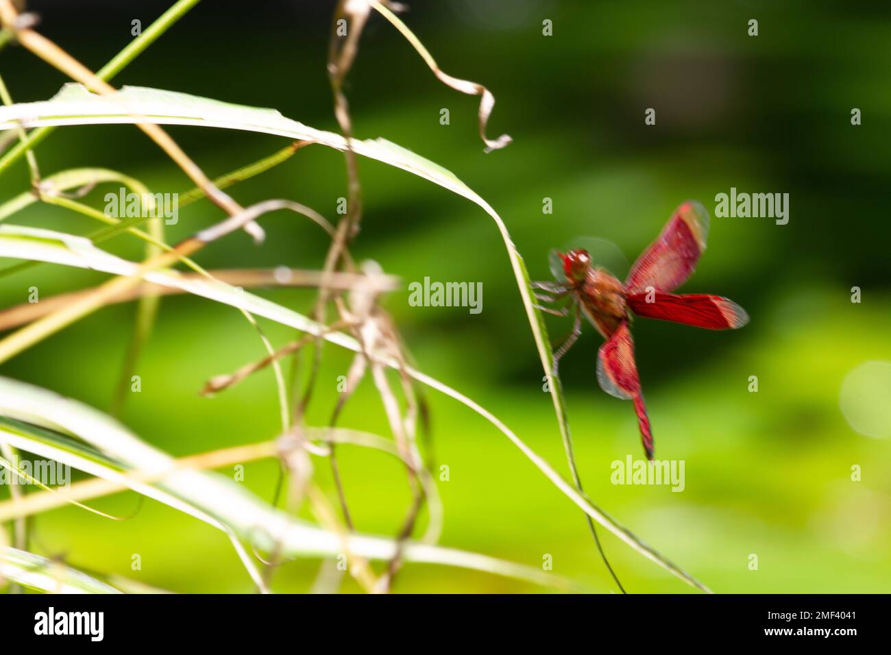 A closeup of Straight-edge Red Parasol (Neurothemis terminata) on a ...
