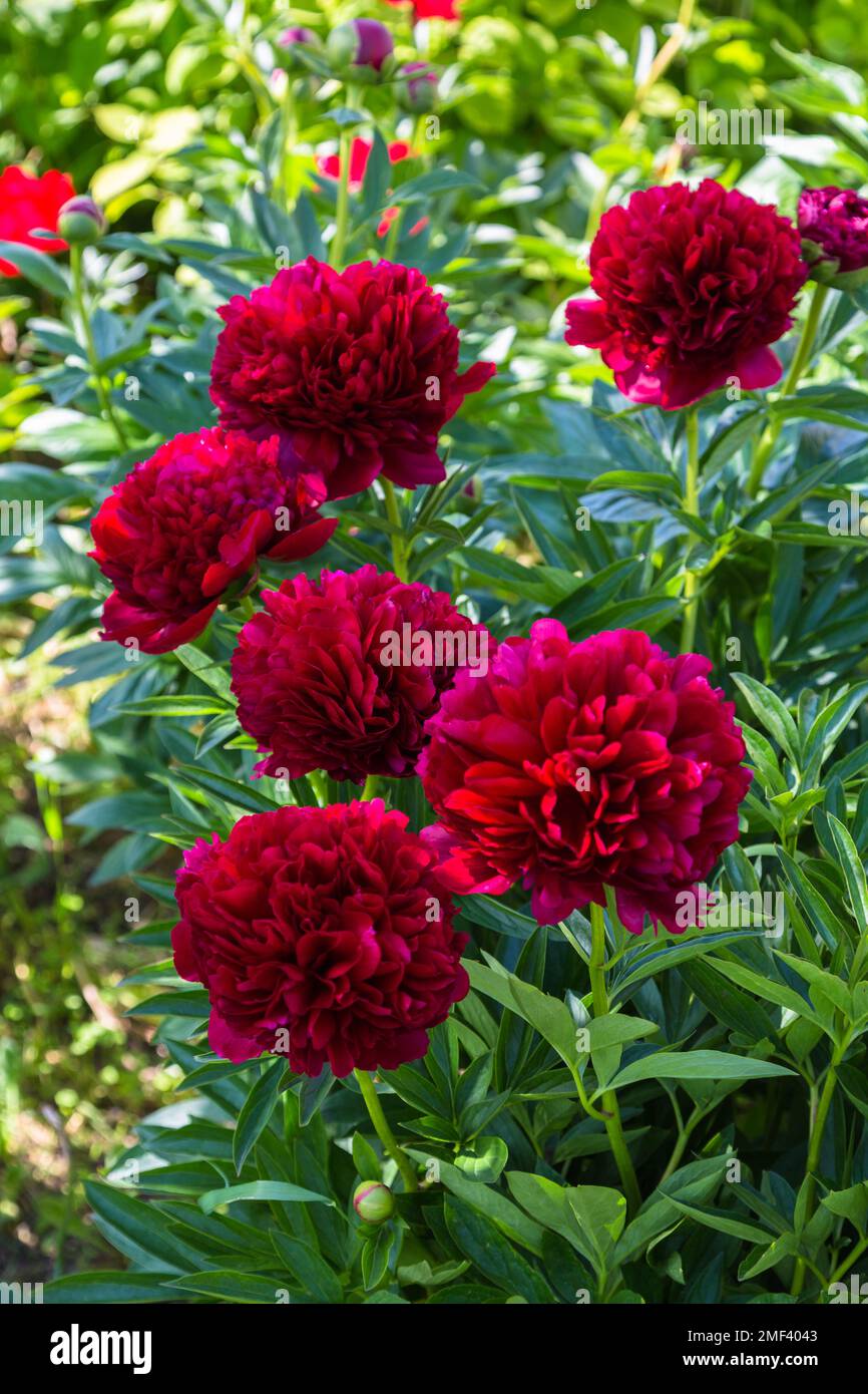 Red Peony albiflora. Paeonia officinalis Command Performance in the ...