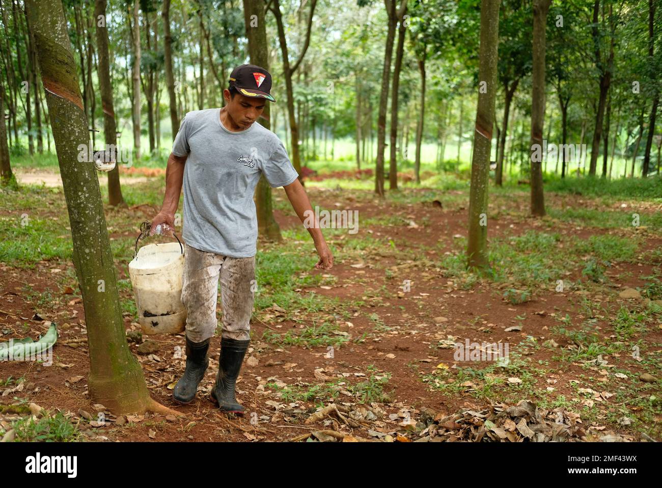 Farmer tapping rubber trees hi-res stock photography and images - Alamy