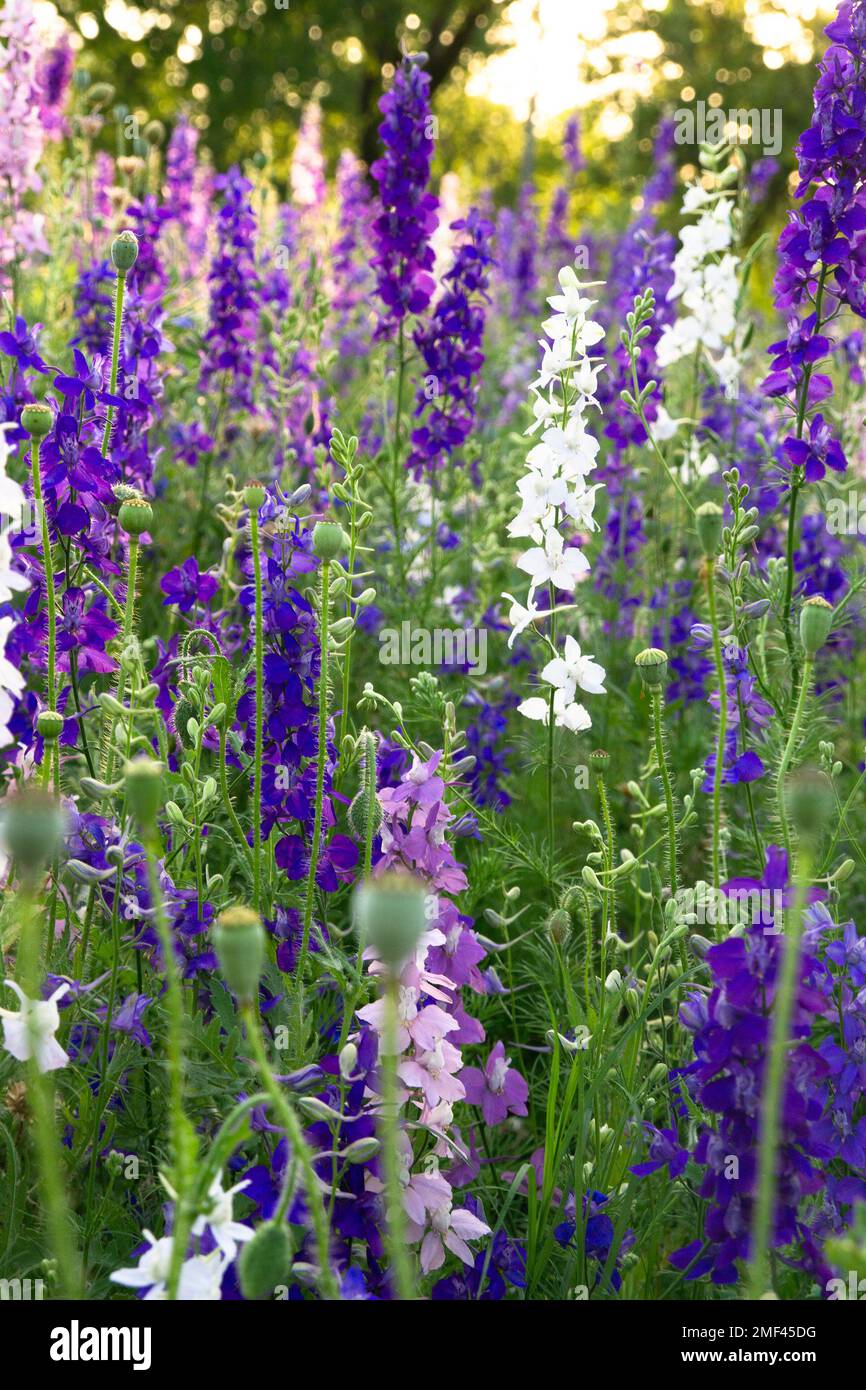 Blue Bonnet Flowers in Texas in the Spring of 2022 Stock Photo - Alamy