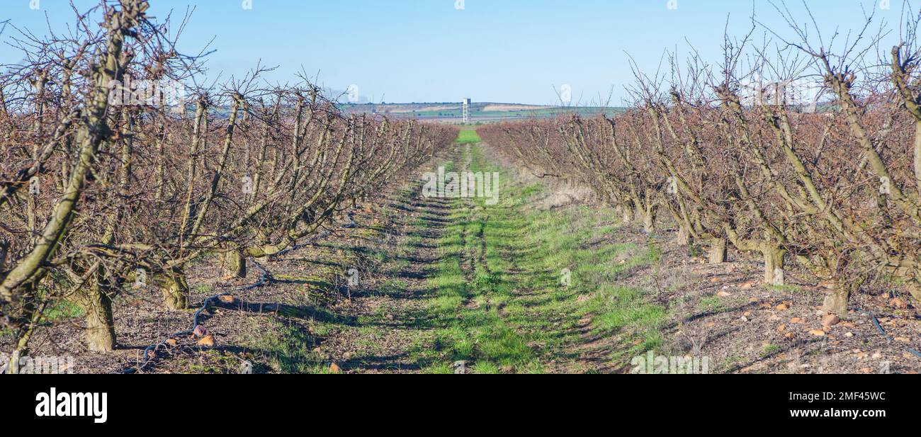 Fruit trees plantation on winter. Field irrigated with dripping system ...