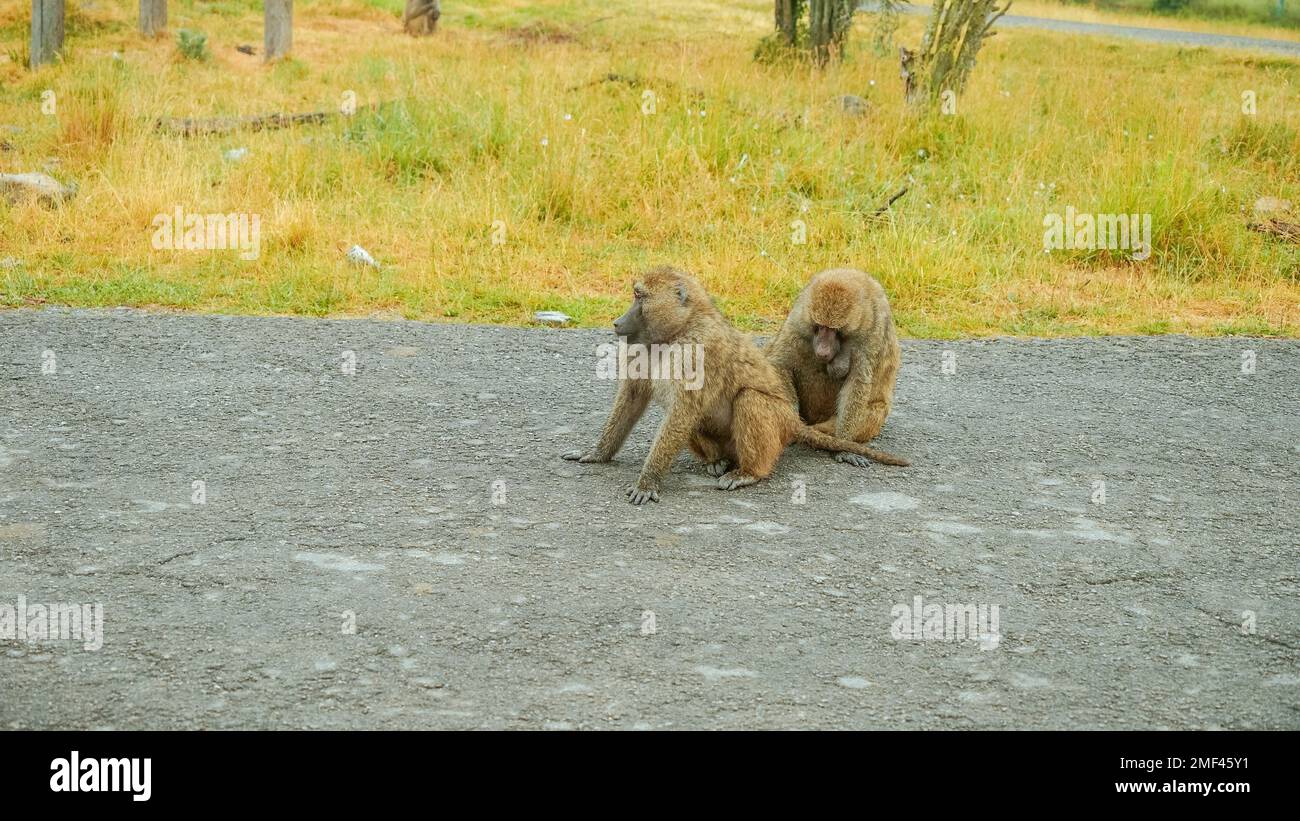 Wild monkeys sitting on the road cleaning each other in the safari zoo ...