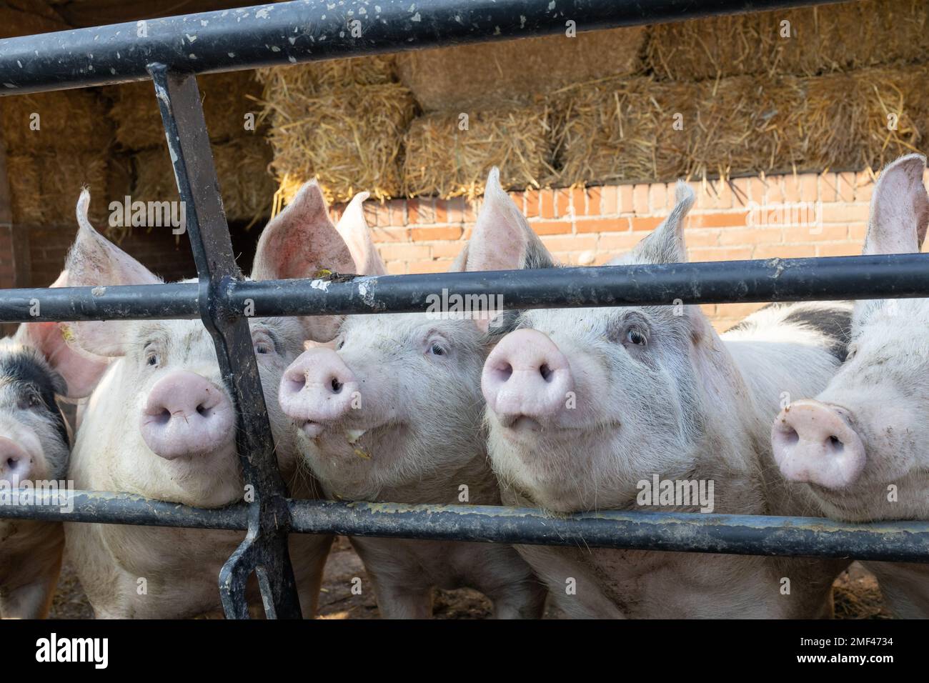 pigs swine in a farm in europe for meat selective focus background blur ...