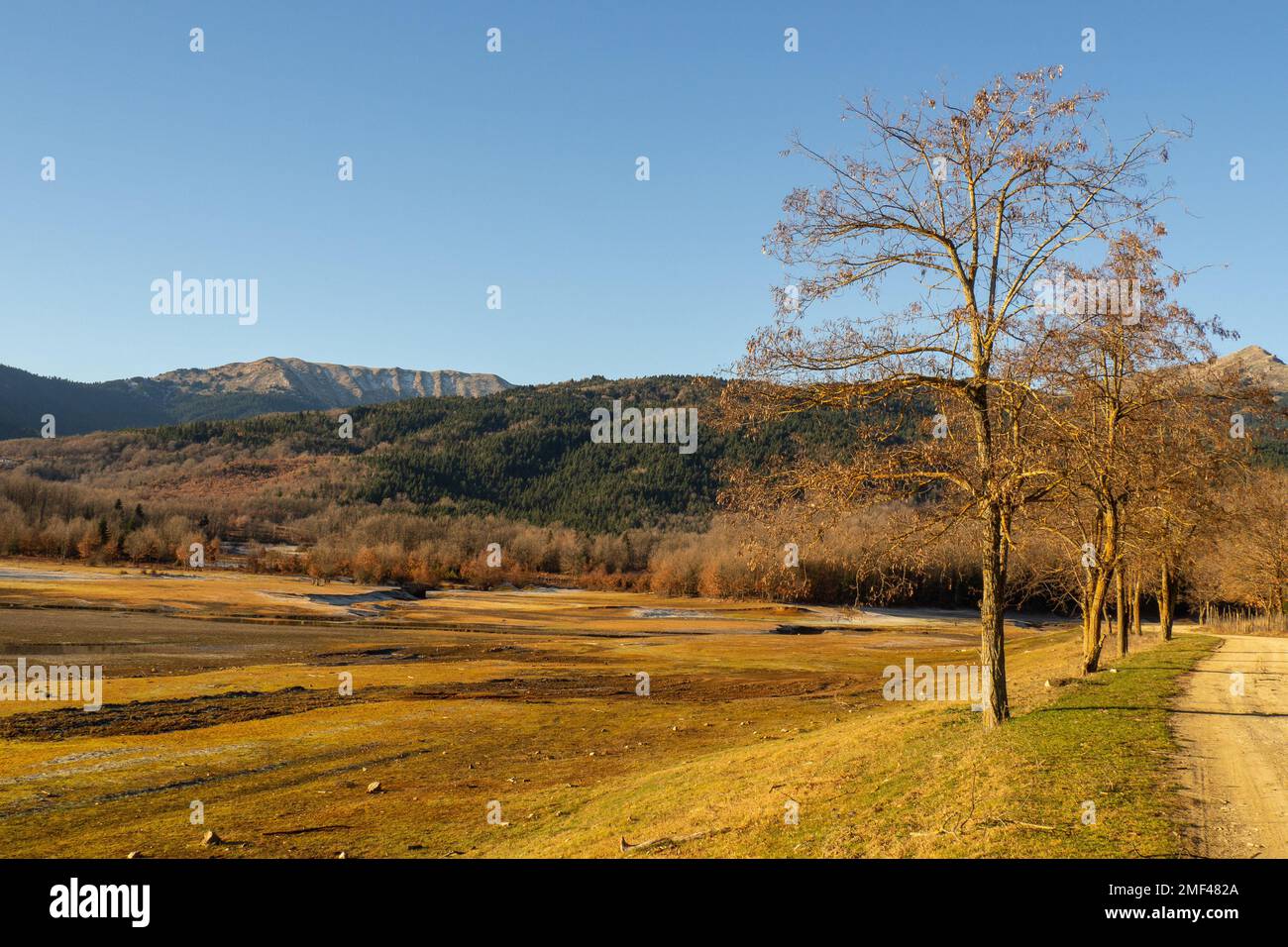 A scenic shot of trees in a field near a lush forest Stock Photo - Alamy