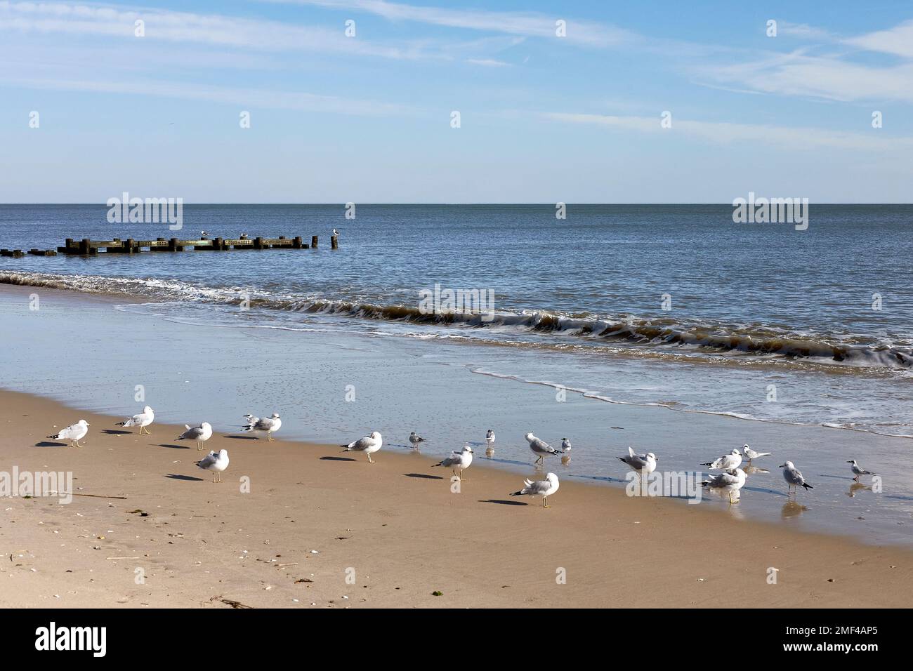 A flock of seagulls standing in the surf along Delaware Seashore State ...