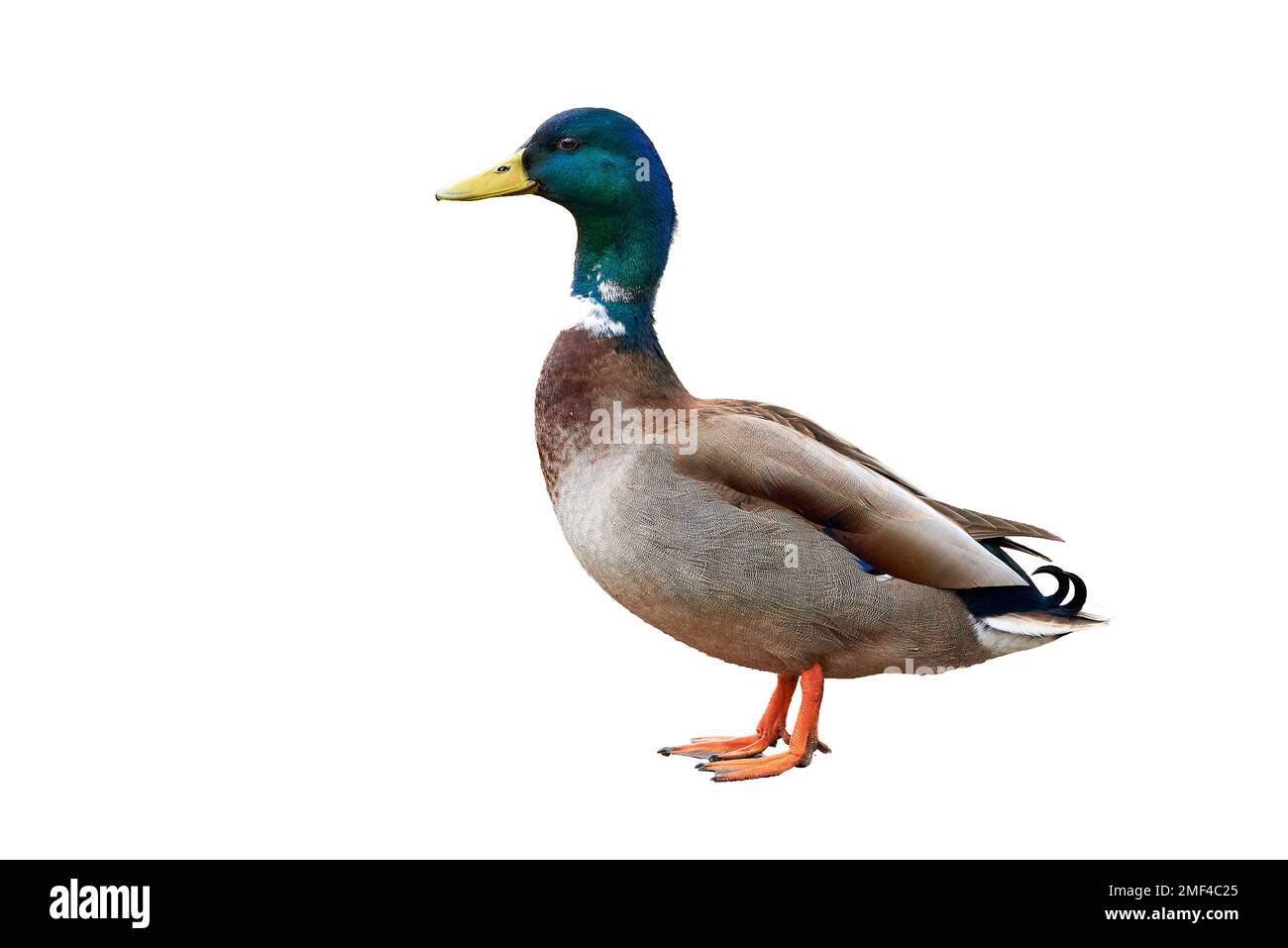 Mallard Male Duck isolated on white background ( Anas platyrhynchos ...